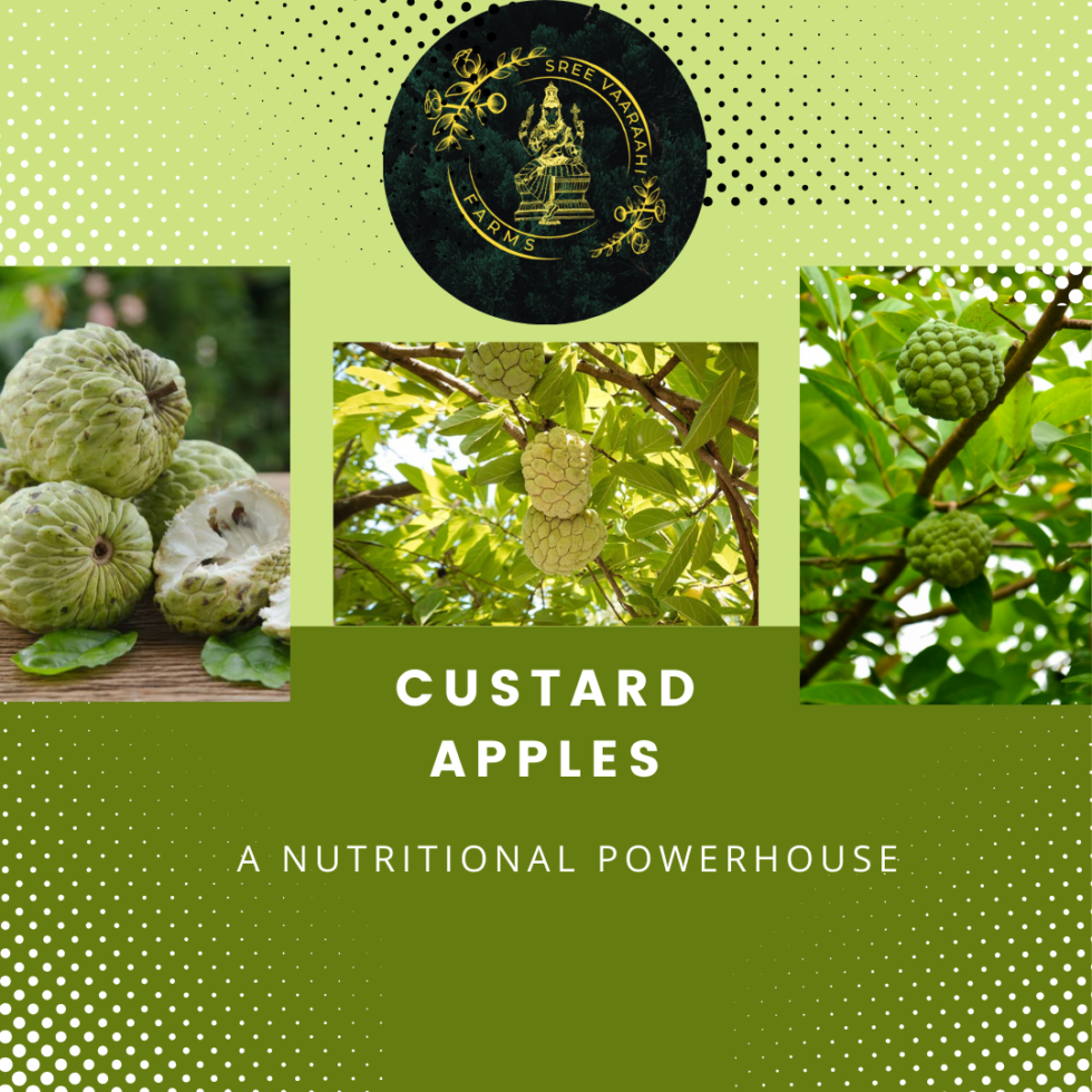 Benefits of consuming Custard Apple – A Nutritional Powerhouse | Sree ...